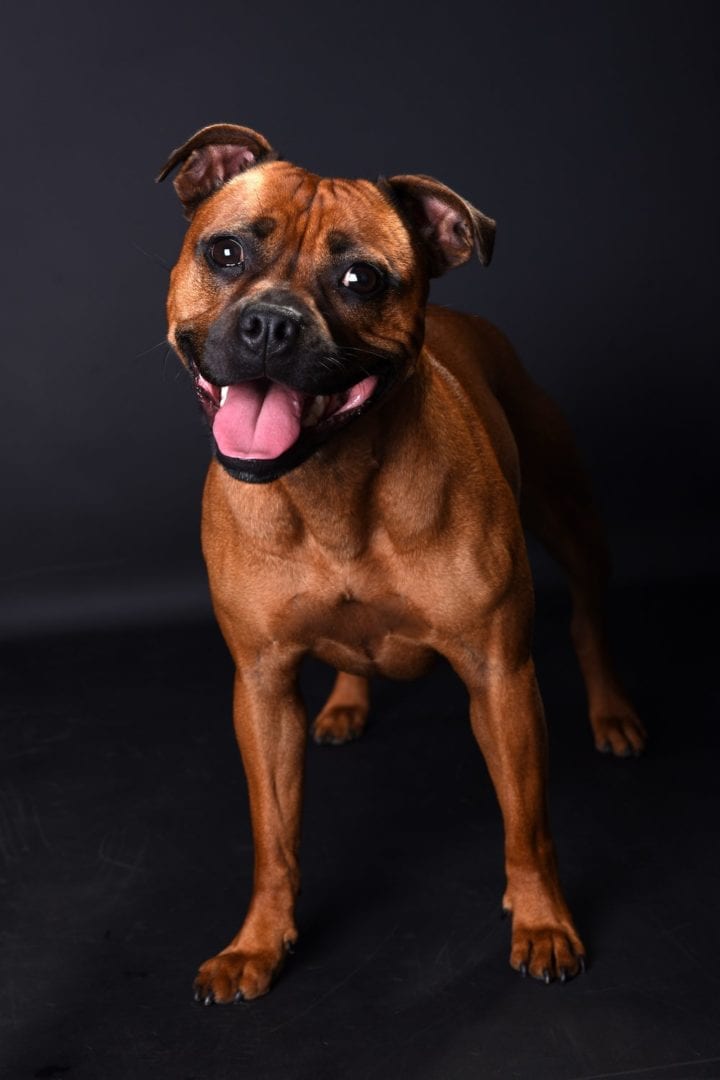 The story behind Houndztooth | Pet Shampoo & Conditioner - Houndztooth