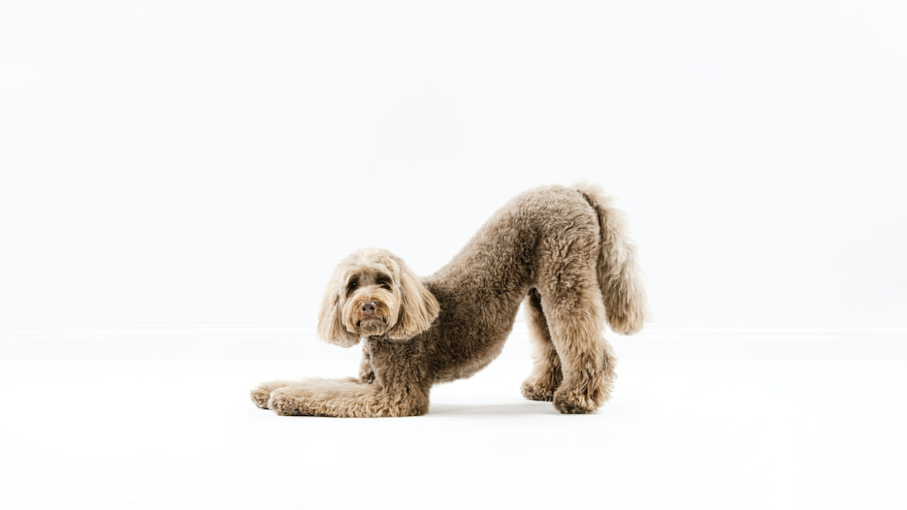 Understanding Your Dog’s Coat Type | Grooming Guide | Houndztooth