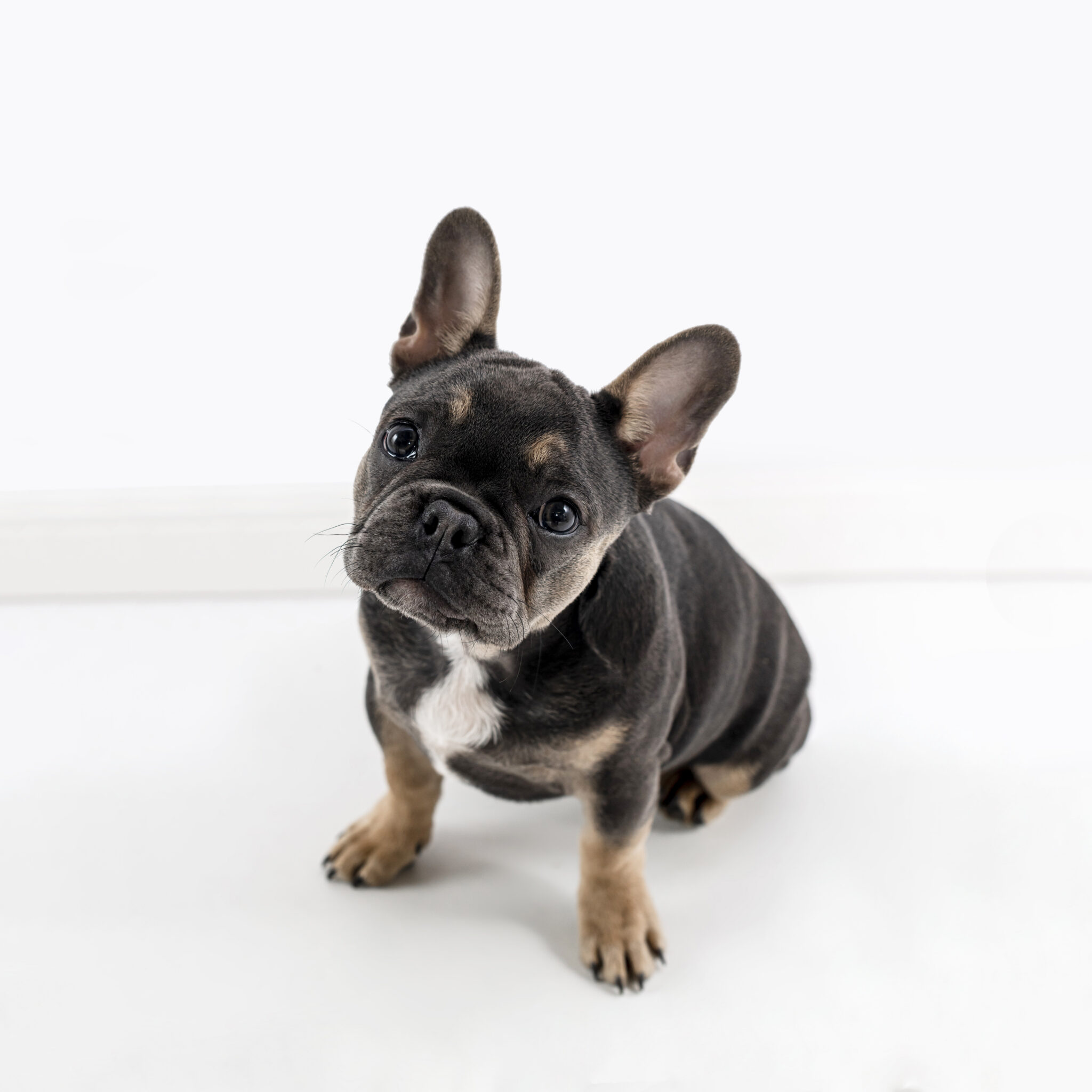 Raising a Puppy During Home Isolation | Houndztooth