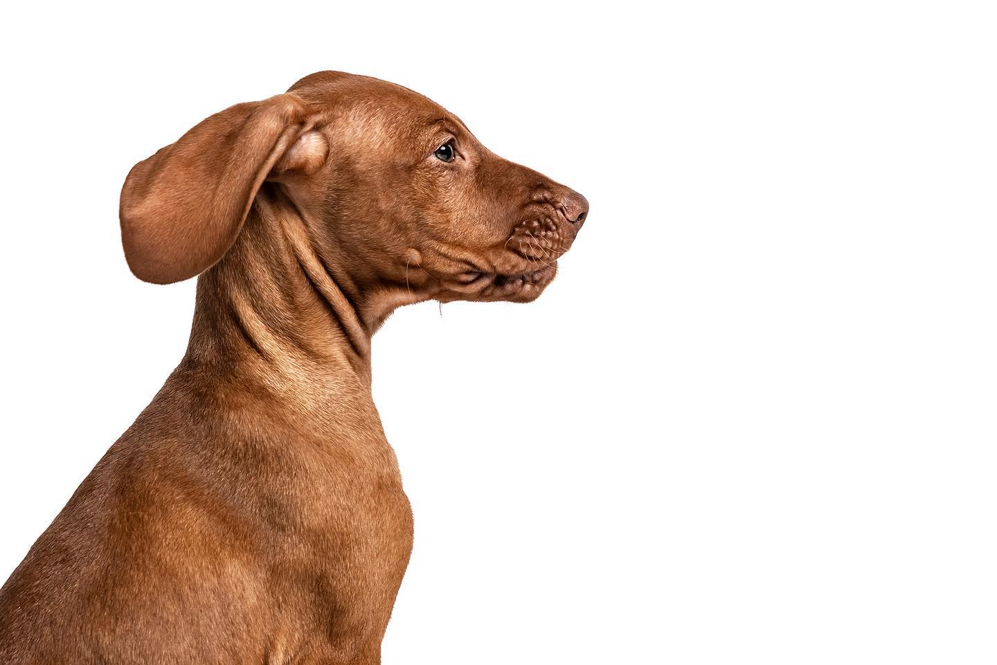 Houndztooth - Pet Shampoo & Conditioner | Hemp Oil for Dogs Australia