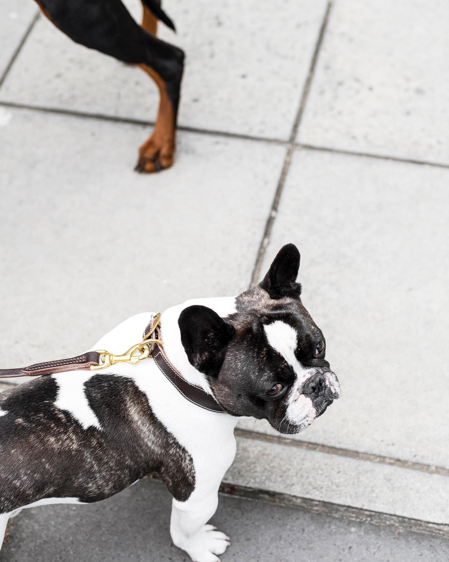 Houndztooth - Pet Shampoo & Conditioner | Hemp Oil for Dogs Australia