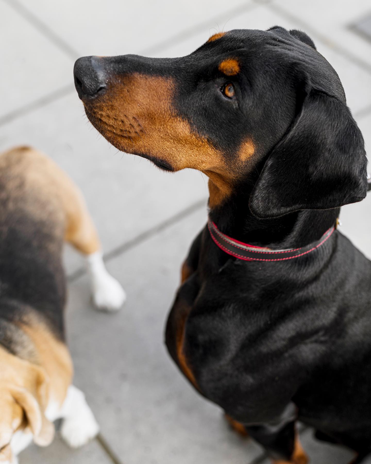 Houndztooth - Pet Shampoo & Conditioner | Hemp Oil for Dogs Australia