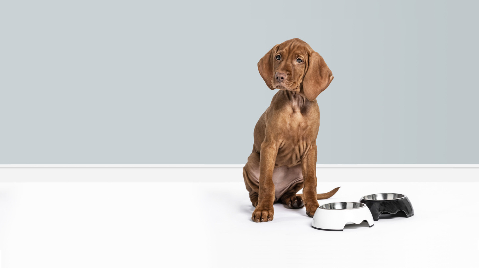 Natural Dog Products | Houndztooth | Shop Online